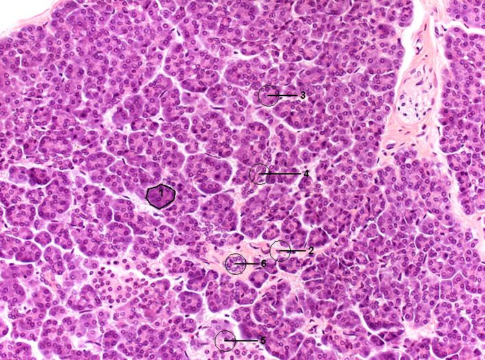 Pankreas Histologie Alpha Zellen