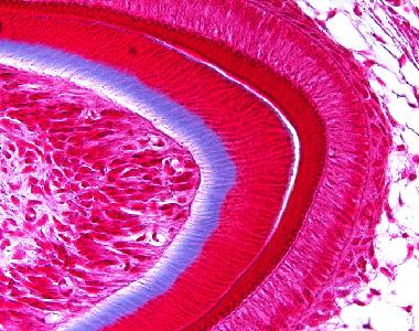 Praeparat Betrachter