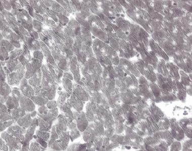 Praeparat Betrachter