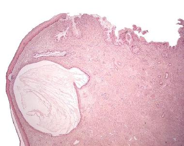 Praeparat Betrachter