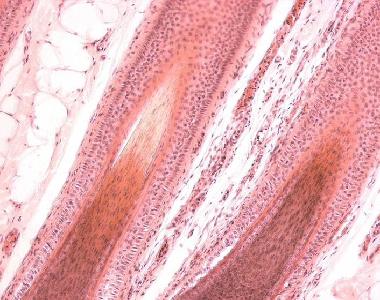 Praeparat Betrachter