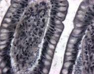Elektronisches Histologie Lernprogramm